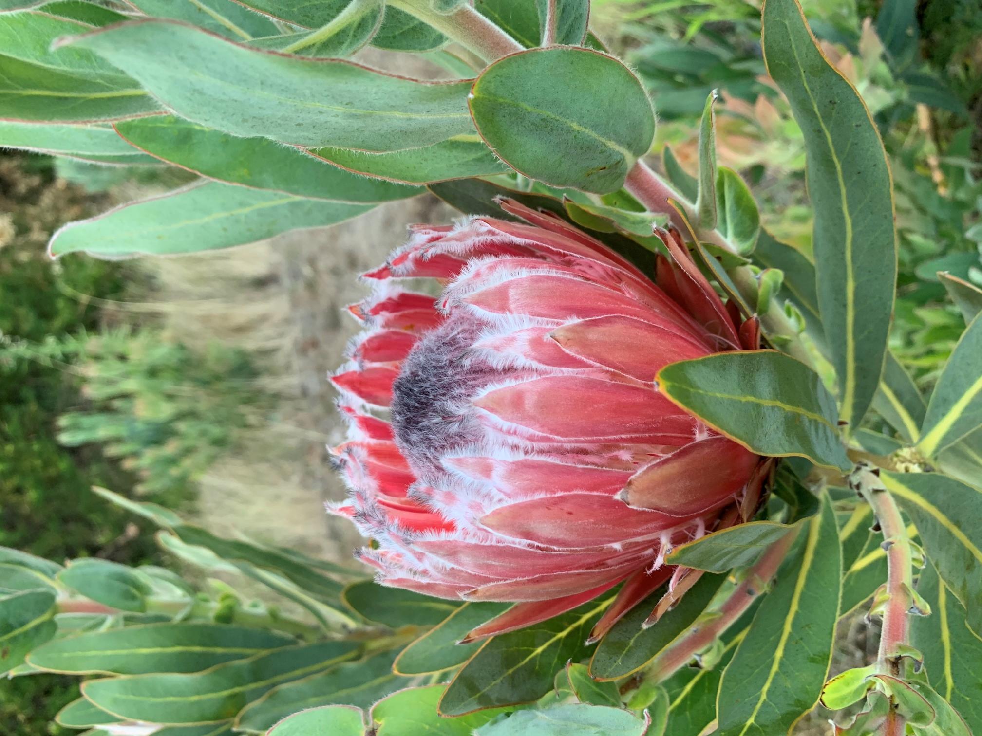NERIIFOLIA PROTEA
